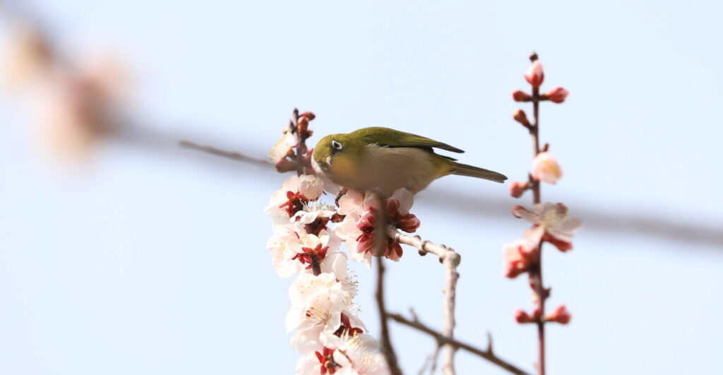 ドライブモードを使い分けて、決定的瞬間を逃さない！ | 【初心者向け】photoner port-フォトナーポート-